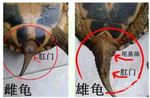 金钱龟分几种截图
