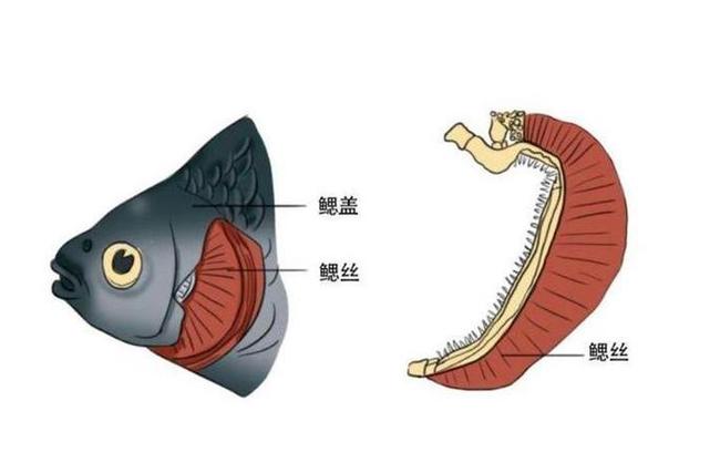 鱼鳃和鱼鳃的区别图标