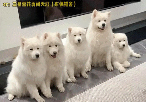 养200只狗一年的利润图标