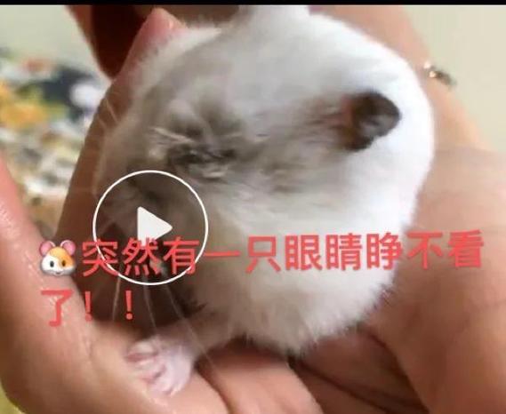 仓鼠为何突然上蹿下跳图标