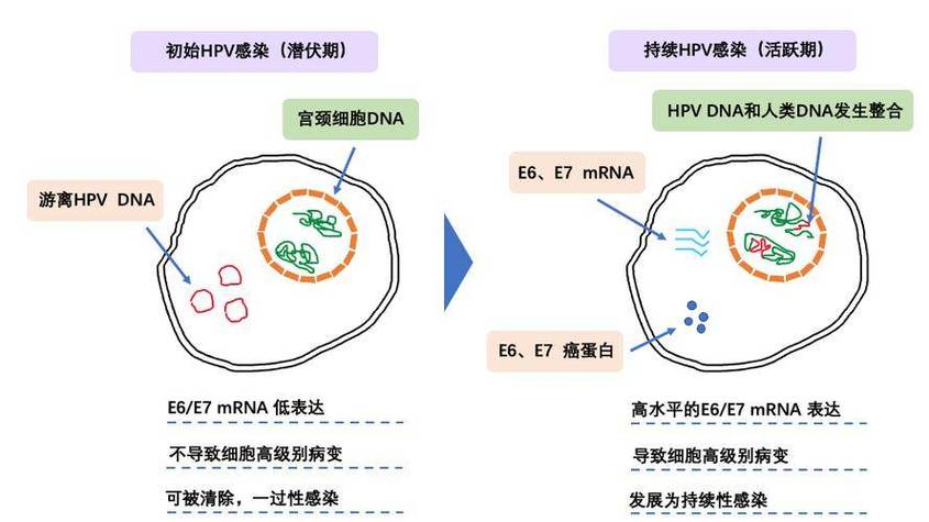 hpv病毒是怎么产生的
