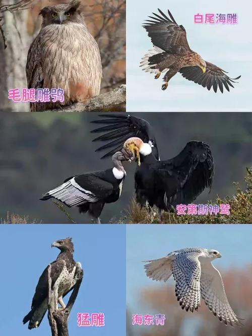 十大猛禽排名