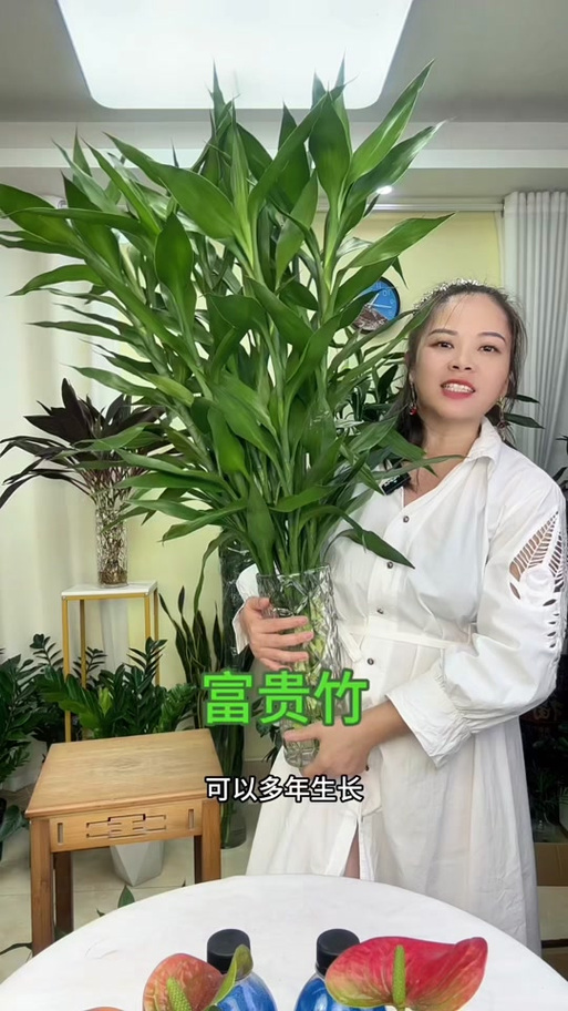 富贵竹可以长高吗图标
