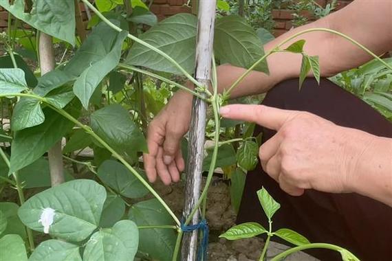 豆角掉花不结荚怎么办截图