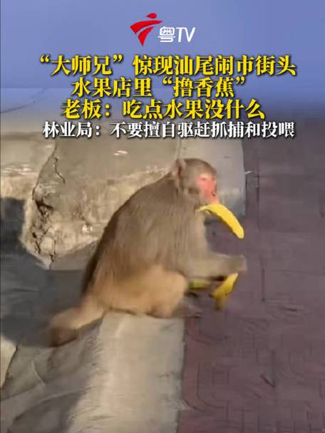 偷吃香蕉的猴子图标