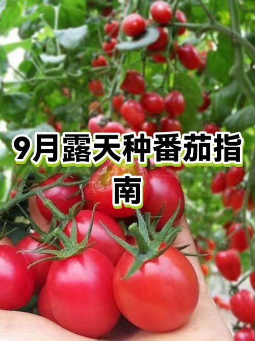 番茄为什么不能改分卷图标