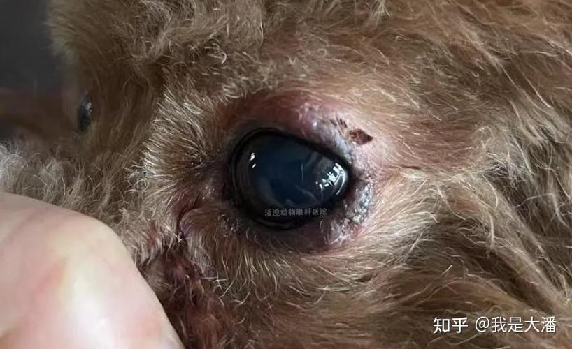 泰迪狗上眼皮长了个红包图标