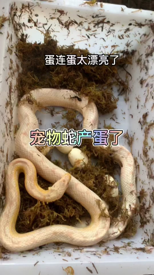 宠物蛇怎么养图标