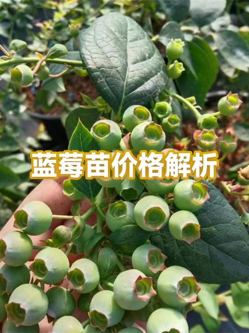 蓝莓起源于哪里图标