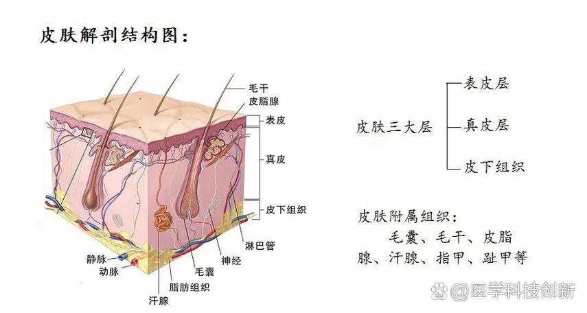 皮肤生理学结构图图标