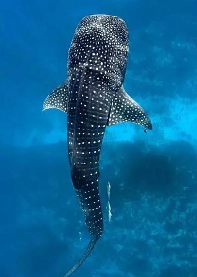 深海巨型生物截图