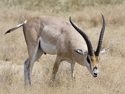 gazelle羚羊图标