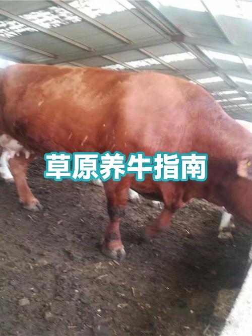 内蒙古养牛场联系方式图标