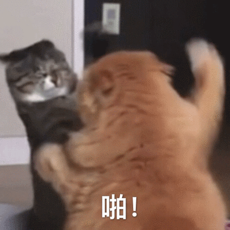 搞笑GIF表情包截图