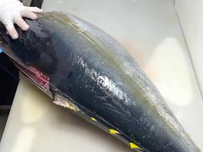蓝鳍金枪鱼分割视频图标