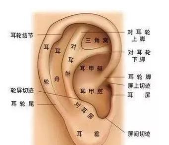 宝宝6种常见畸形耳朵截图