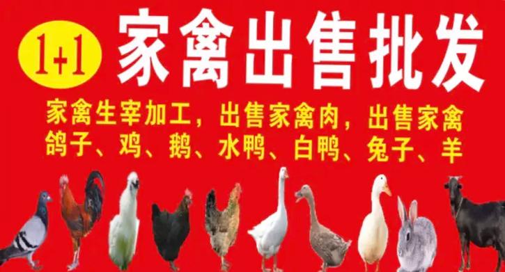 卖自家散养鸡 朋友圈广告词图标