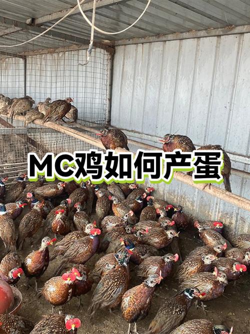 我的世界鸡在哪里找图标