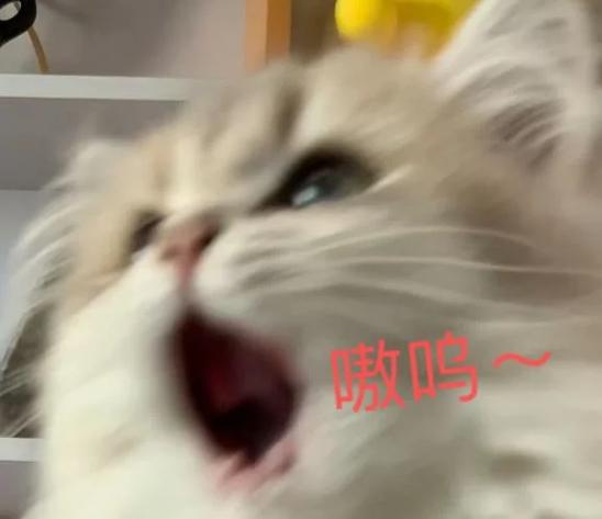 嗷 表情包