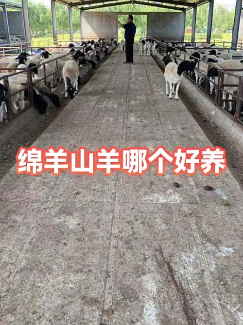 绵羊好养还是山羊好养图标