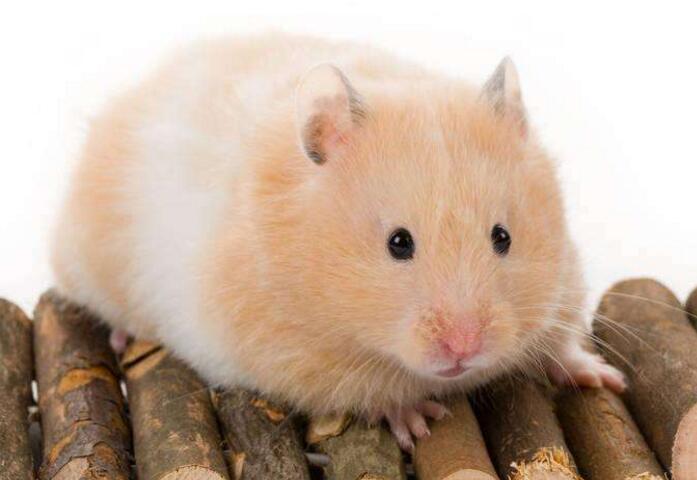 仓鼠死了会有鼠疫吗图标