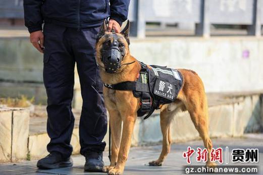 关于警犬巡逻的新闻稿图标