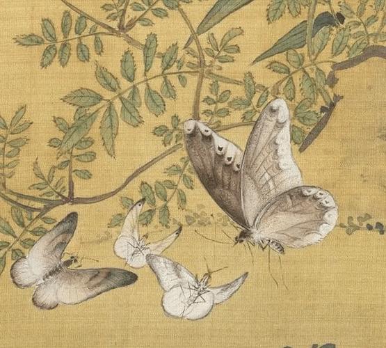 100种最美的蝴蝶画图标