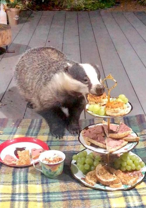 蜜獾吃什么食物图标