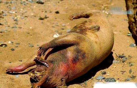 人类未知生物图标