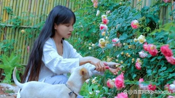 李子柒直播主要内容图标