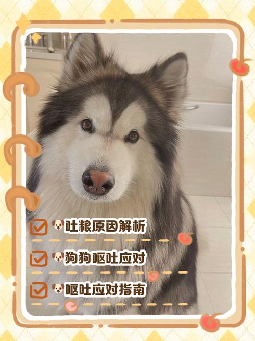 狗狗吃完狗粮吐了一坨图标