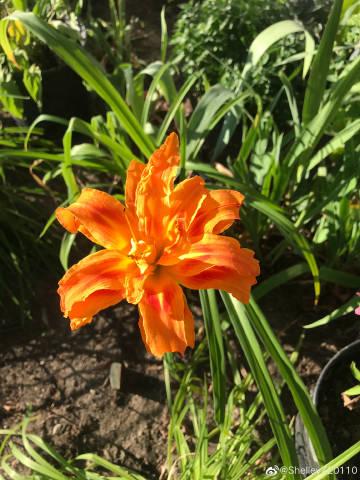 花倚a图标