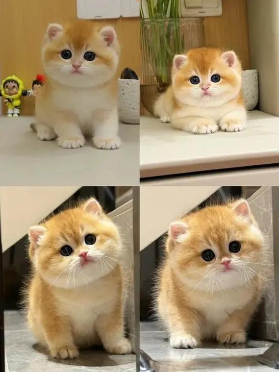 金渐层猫从小到大的变化图标