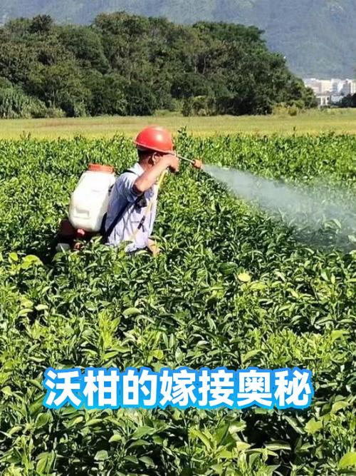 橙子和桔子嫁接叫什么缩略图