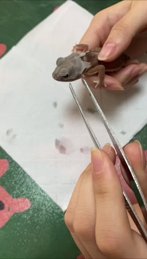 蜥蜴的尾切截图