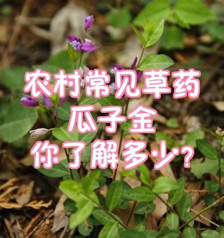 种什么药材最赚钱农村图标