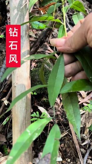 钻石风植物图片图标