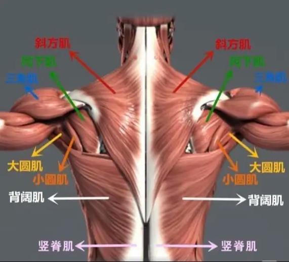 去健身馆该如何健身截图