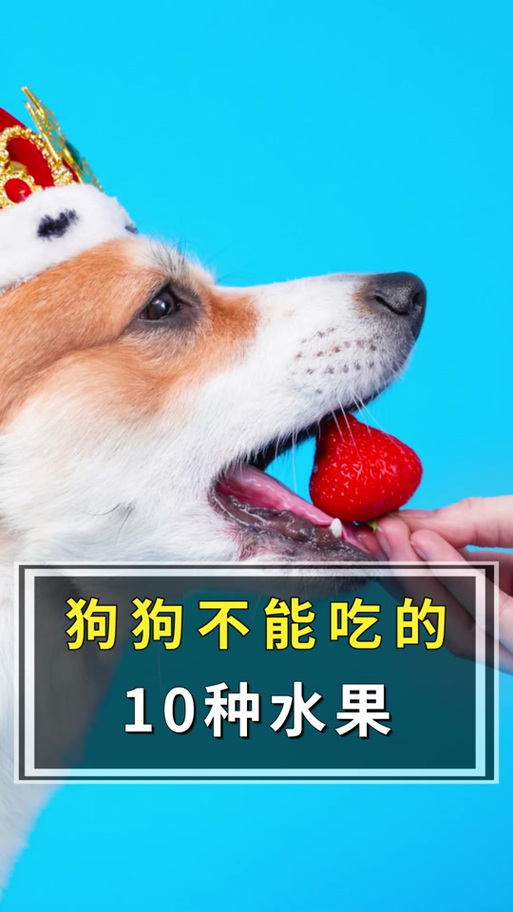 狗狗吃枇杷中毒表现图标