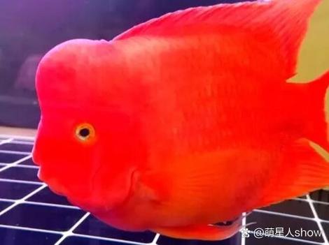 冷水鹦鹉鱼颜色变浅怎么回事图标