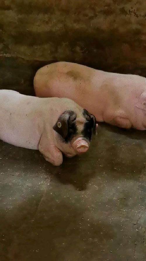 正宗大肥猪截图