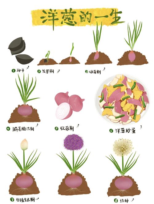 洋葱种植方法与时间种