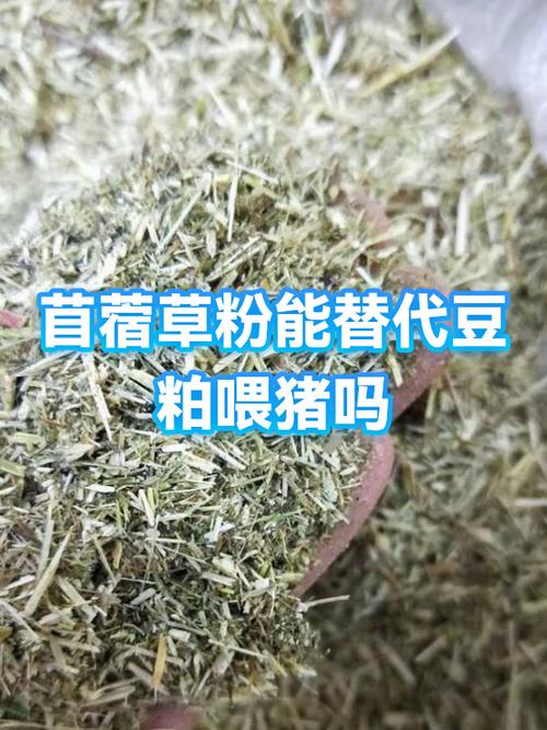 苜蓿草可以代替饲料吗图标