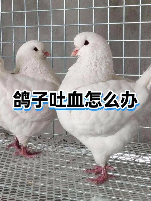 鸟吃了异物怎么办图标