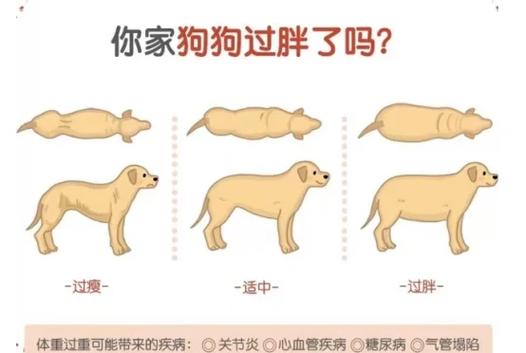 狗吃奶油会中毒吗图标