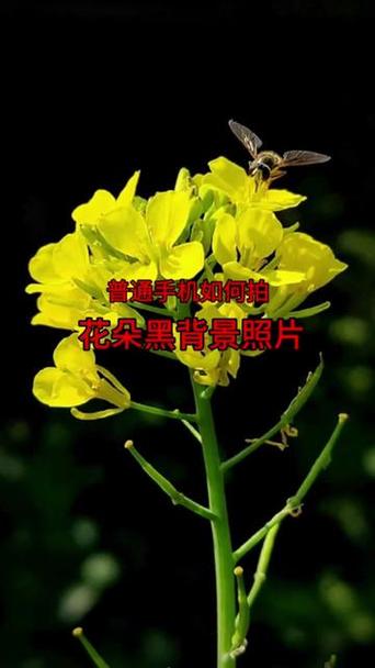 小米手机拍花卉的设置参数截图