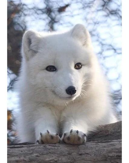 雪狐能当狗养吗图标