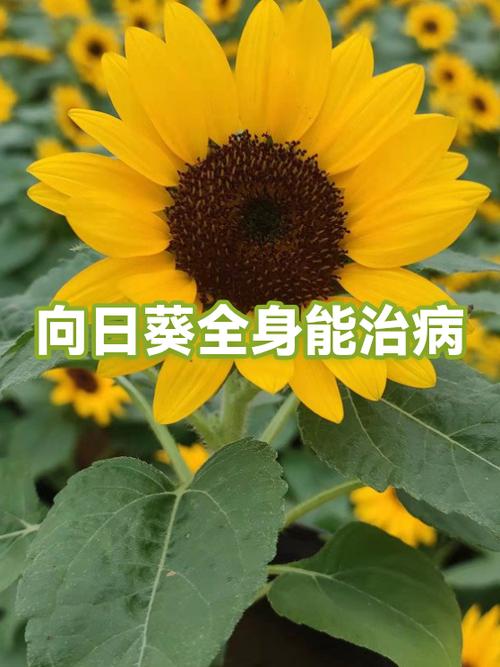 向日葵花的药用价值和功效图标