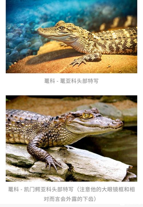 鳄鱼最火的一句图标