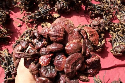 灵芝王功效作用与主治图标